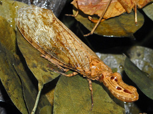 Mystery Monday reveal – the peanut head bug – Dr. How's Science Wows