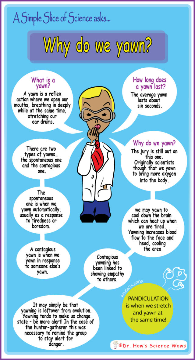 Why Do We Yawn Archives Dr How S Science Wows