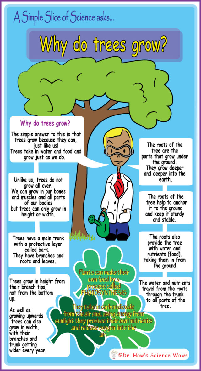 Trees – Dr. How's Science Wows