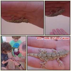 Geckos – inspiration and imitation – Dr. How's Science Wows