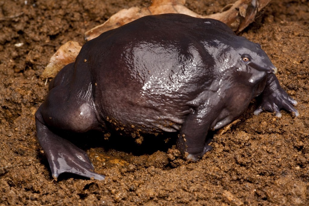 Mystery Creature Revealed The Indian Purple Frog Dr How s Science Wows