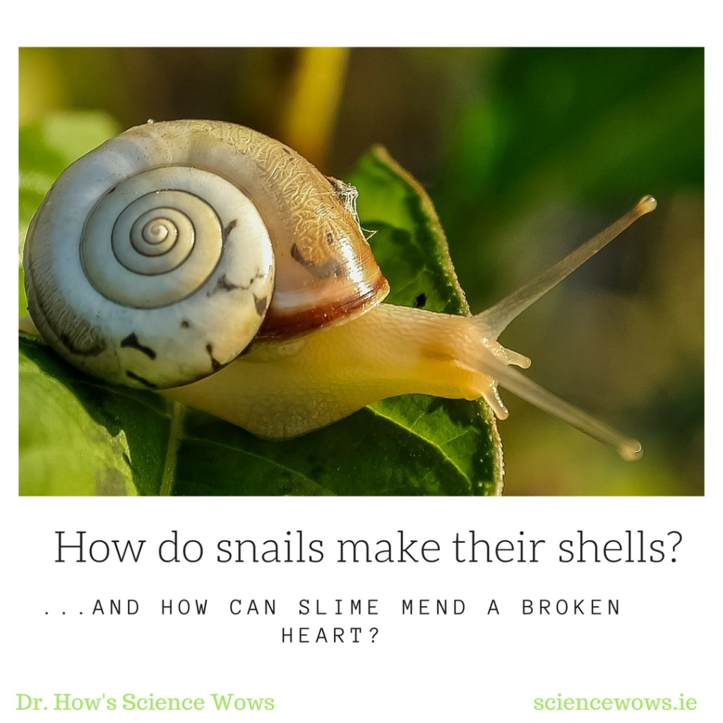 snail video – Dr. How's Science Wows